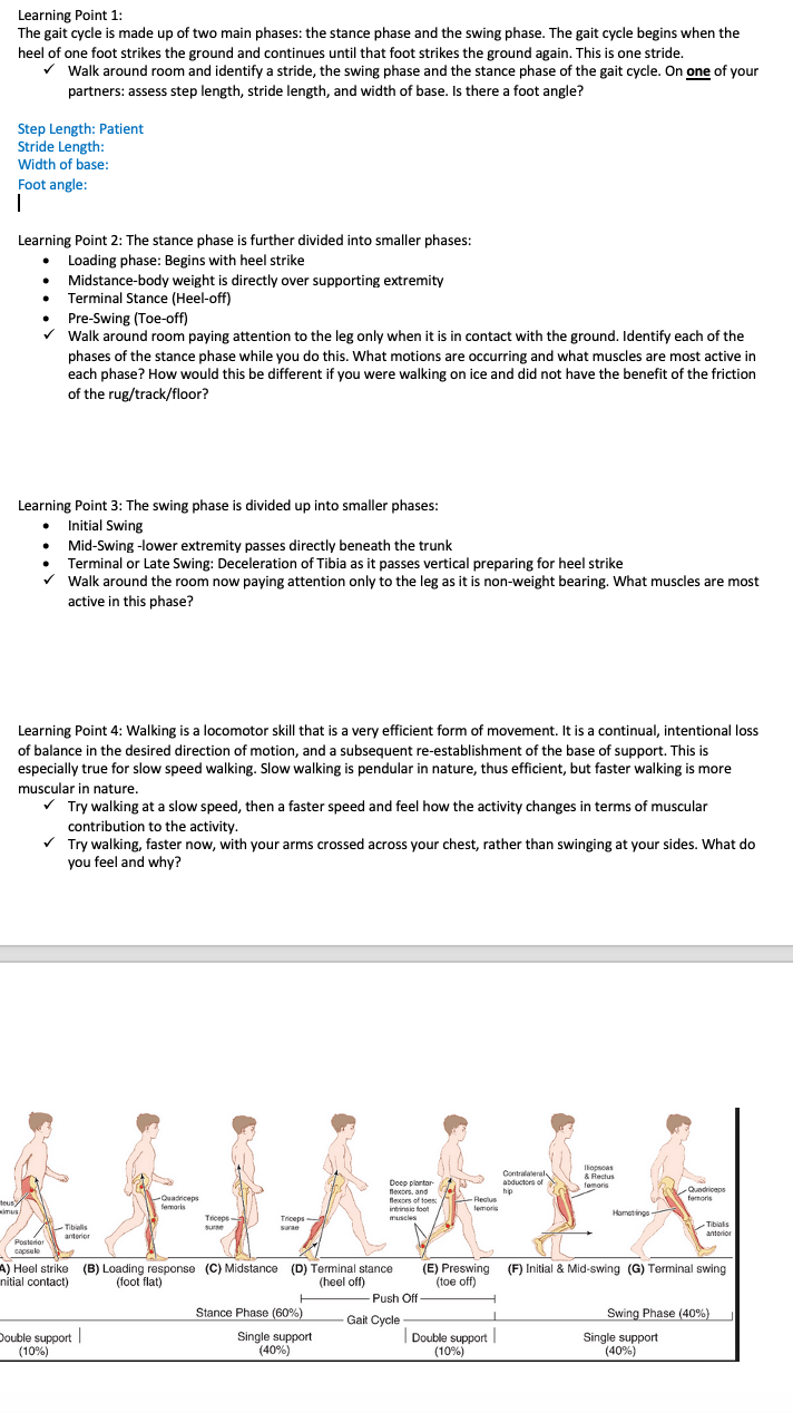 Solved Learning Point 1: The gait cycle is made up of two | Chegg.com