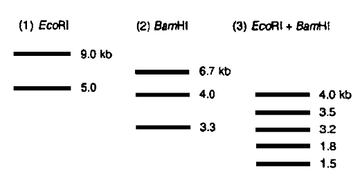 Solved A preparation of circular plasmid DNA was digested | Chegg.com