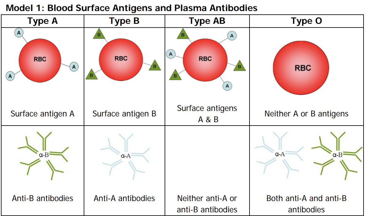 Solved Model 1: Blood Surface Antigens and Plasma | Chegg.com