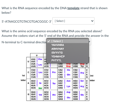 Solved What is the RNA sequence encoded by the DNA template | Chegg.com