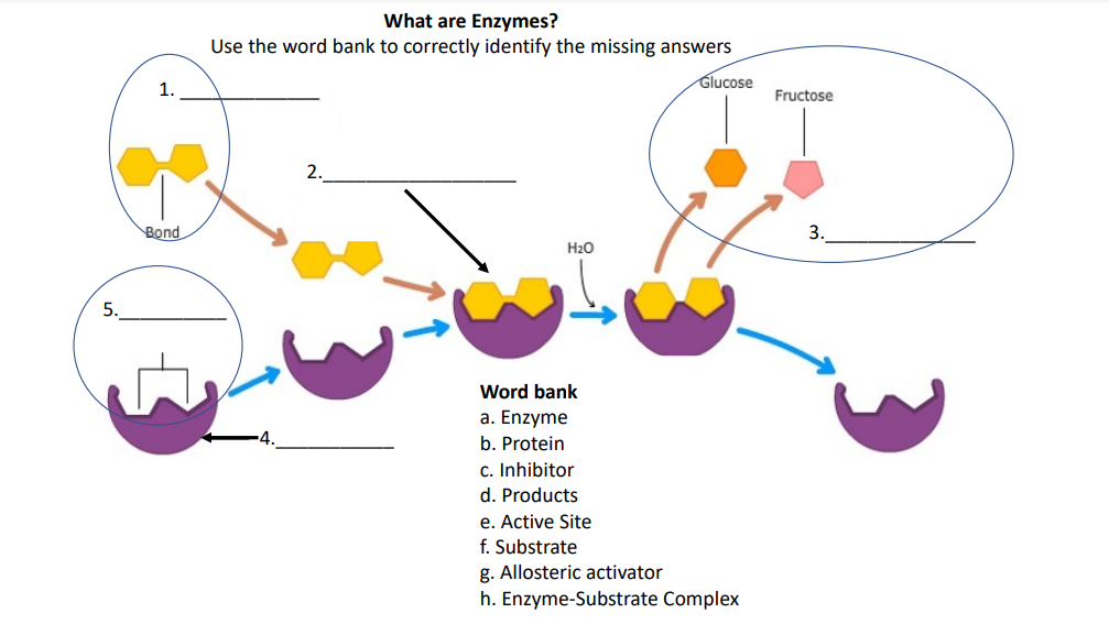 Solved What are Enzymes? Use the word bank to correctly | Chegg.com