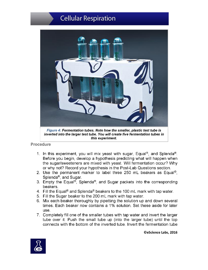 Cellular Respiration Experiment 1: Fermentation by | Chegg.com