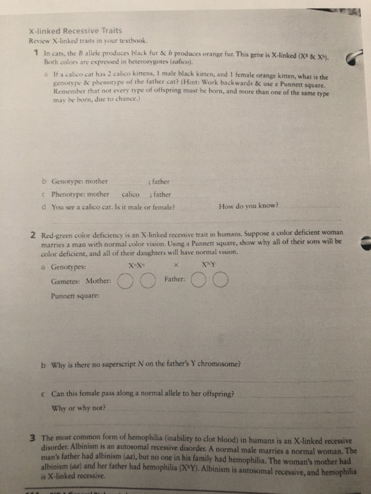 Solved X-linked Recessive Traits Review X-linked traits in | Chegg.com