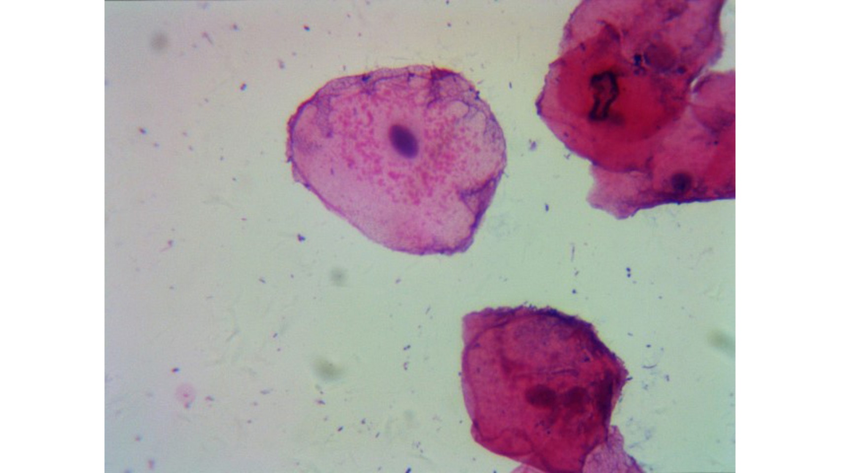 Solved Please label the nucleus, a chloroplast, and the | Chegg.com