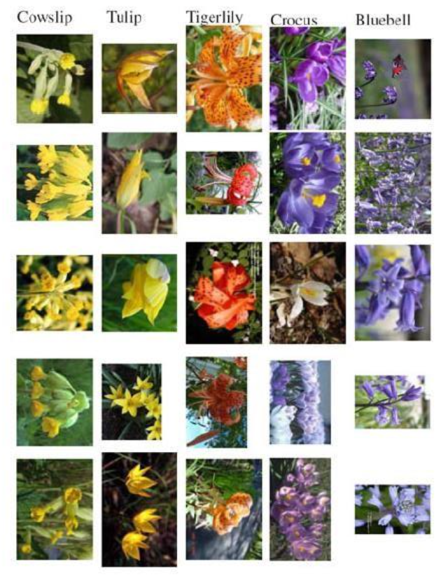 Solved The Flowers-17 dataset is a 17-category dataset with | Chegg.com