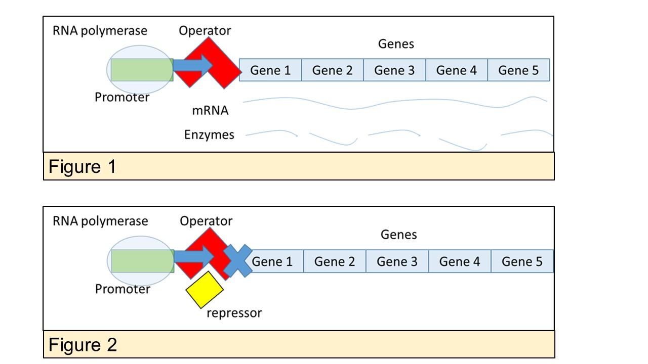 Solved Figure 1 and 2 represent an example of operon. Which | Chegg.com