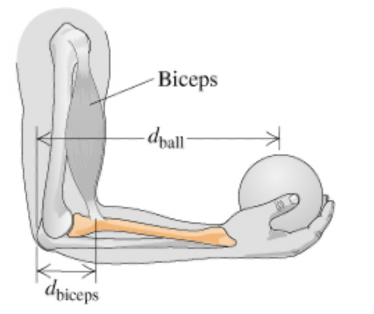 Solved When you hold an ball by only your forearm, the main | Chegg.com