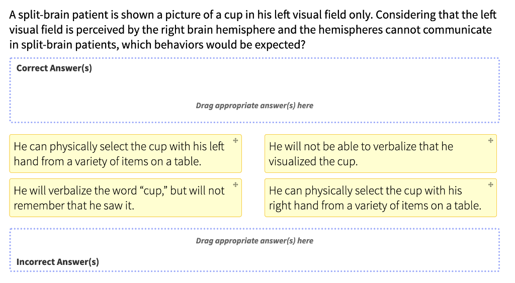 Solved A split-brain patient is shown a picture of a cup in | Chegg.com