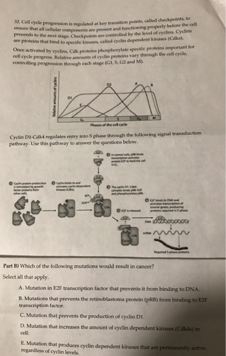 Solved 32. Cell cycle proceeds to the next are proteins that | Chegg.com