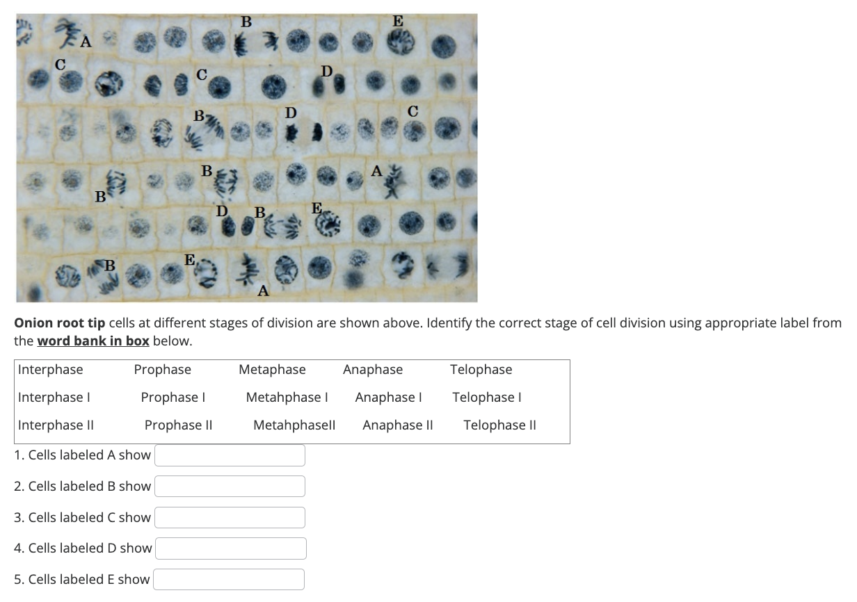 Solved These are nion root tip cells at diff stages of | Chegg.com