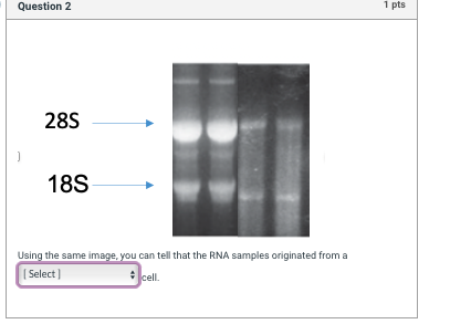 Solved Using the same image, you can tell that the RNA | Chegg.com