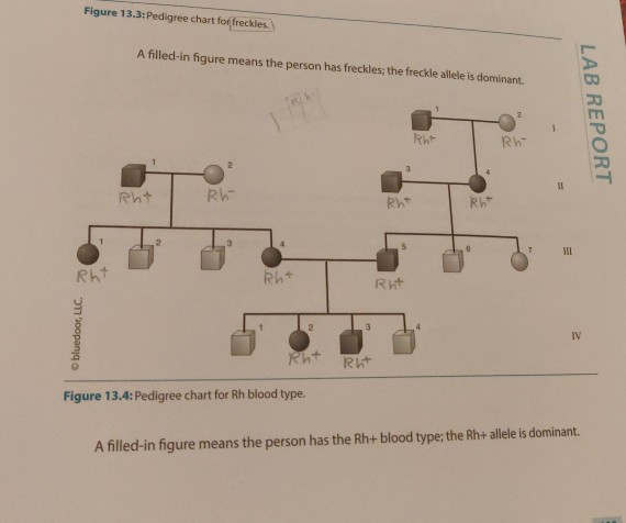 Solved Figure 13.3: Pedigree chart for freckles A filled-in | Chegg.com