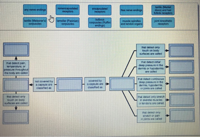 Solved any nerve endings tactile discs) and hair free nerve | Chegg.com