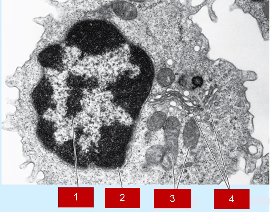Solved Question 10 What are the 6 numbered intracellular | Chegg.com