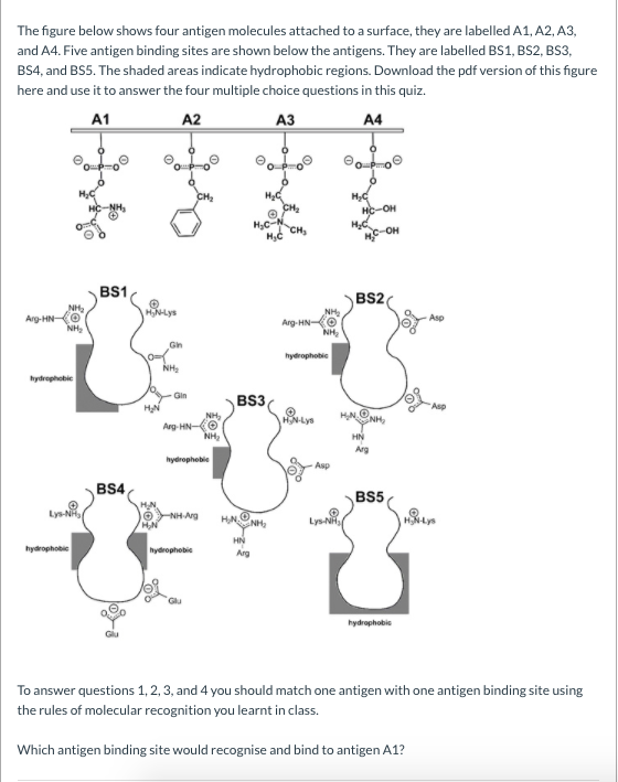 The figure below shows four antigen molecules | Chegg.com