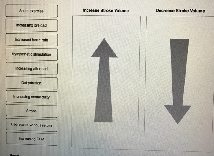 Solved Acute exercise Increasing preload Increased heart | Chegg.com