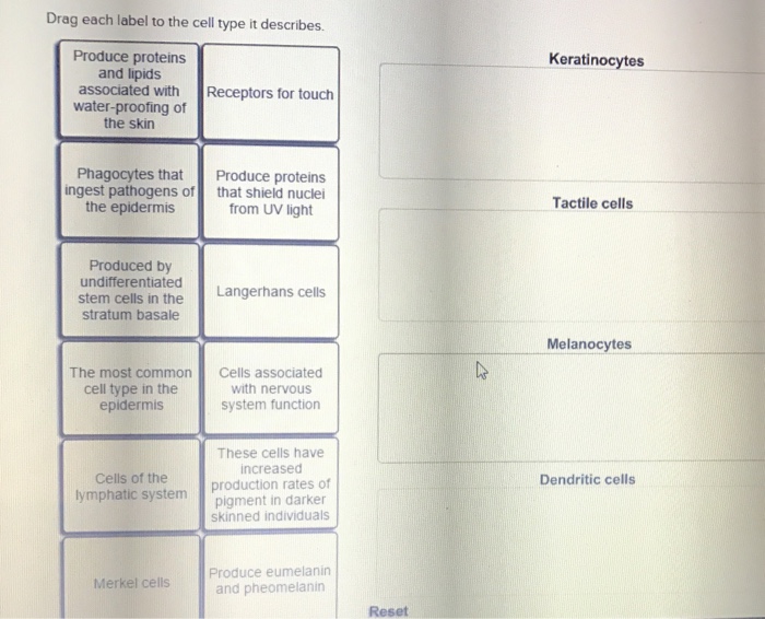 Solved Drag each label to the cell type it describes. | Chegg.com