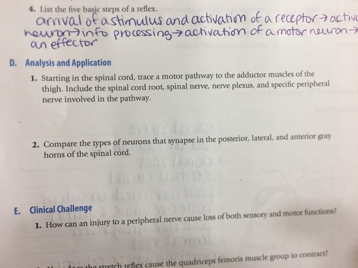 Solved 4. List the five basic steps of a reflex. amival of a | Chegg.com
