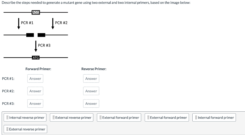 Solved Describe the steps needed to generate a mutant gene | Chegg.com