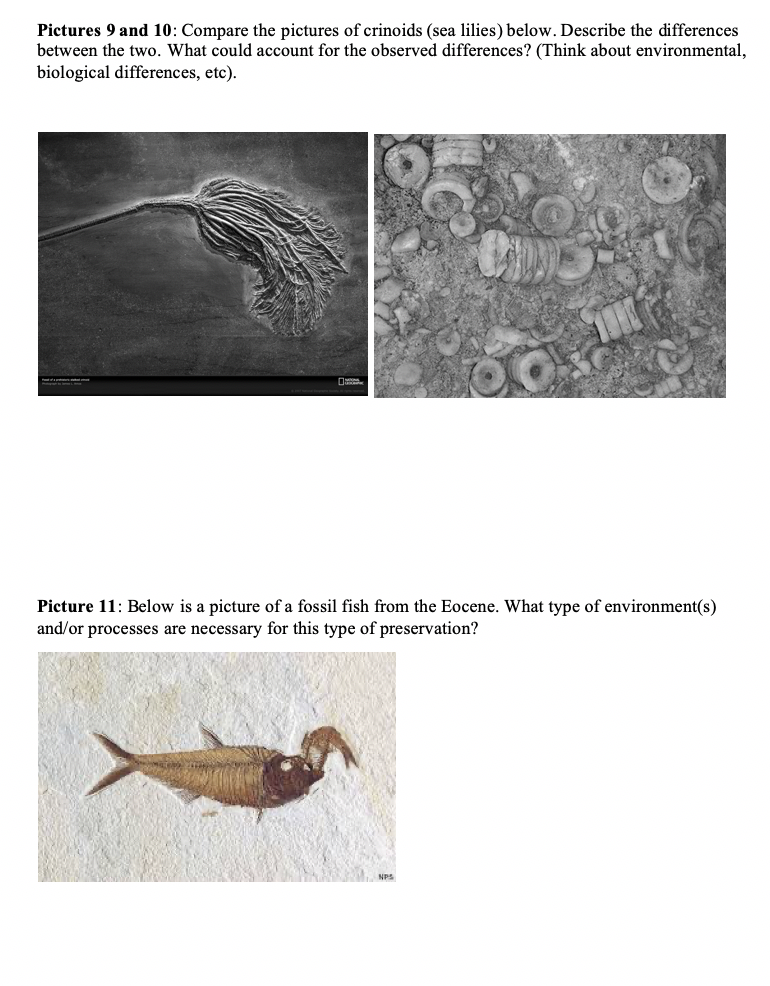 Solved Pictures 5-6: Sometimes during the fossilization | Chegg.com