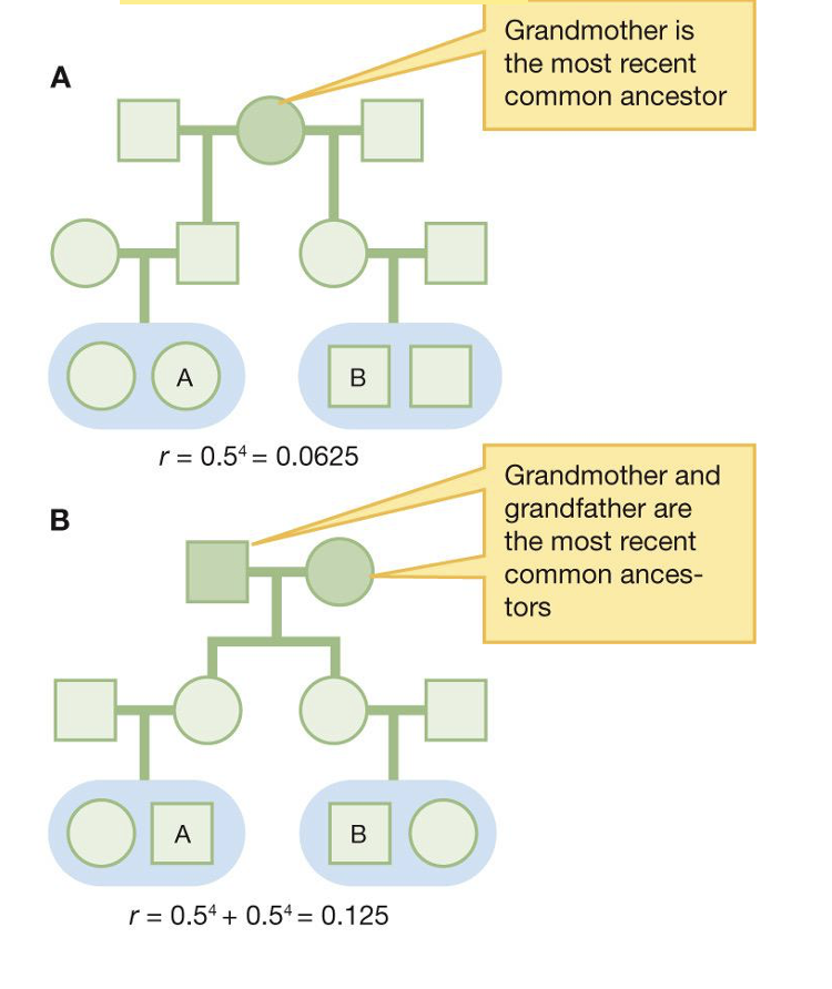 Using the kinship coefficient of relatedness, answer | Chegg.com