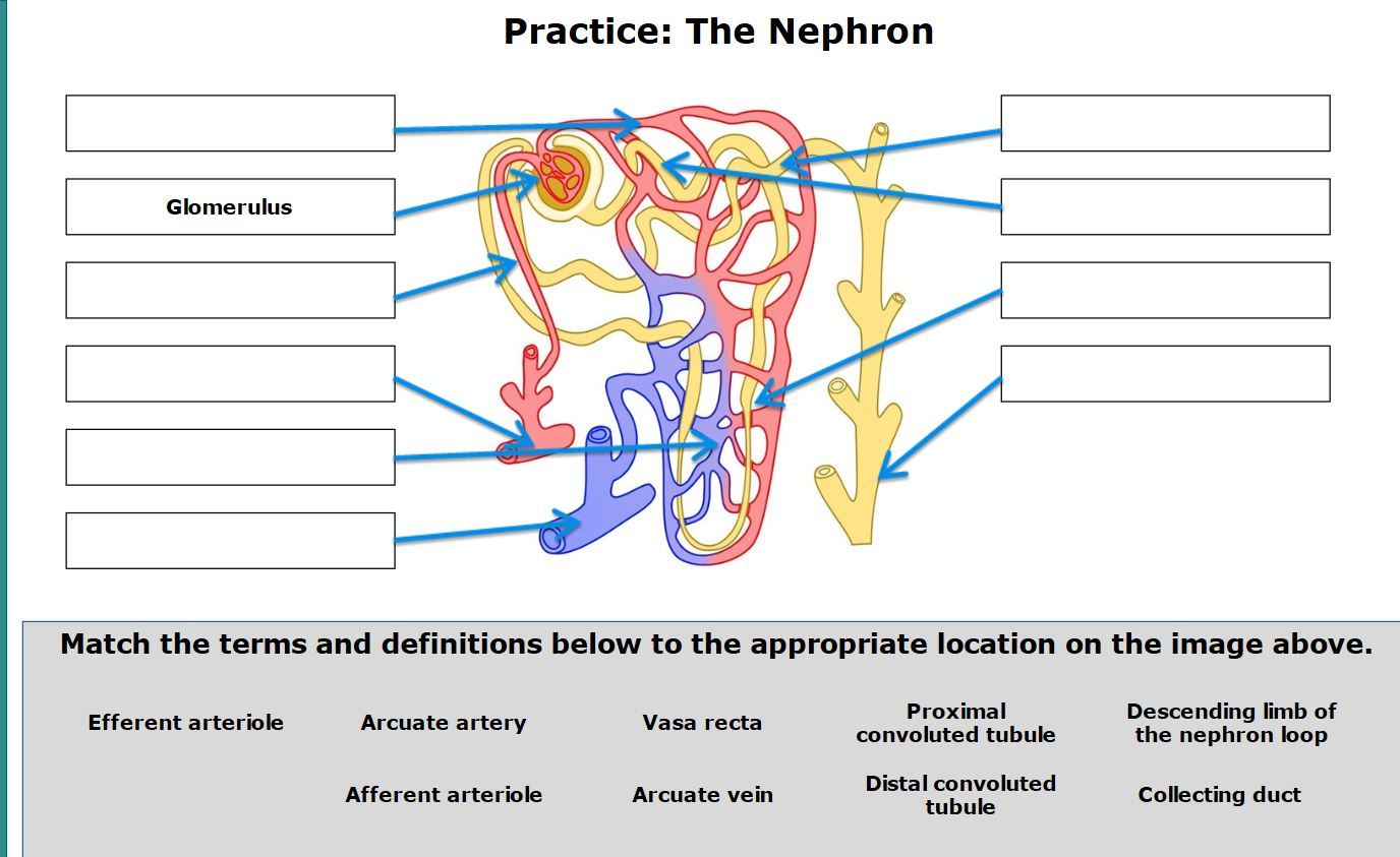 Solved Practice: The Nephron Glomerulus Match the terms and | Chegg.com