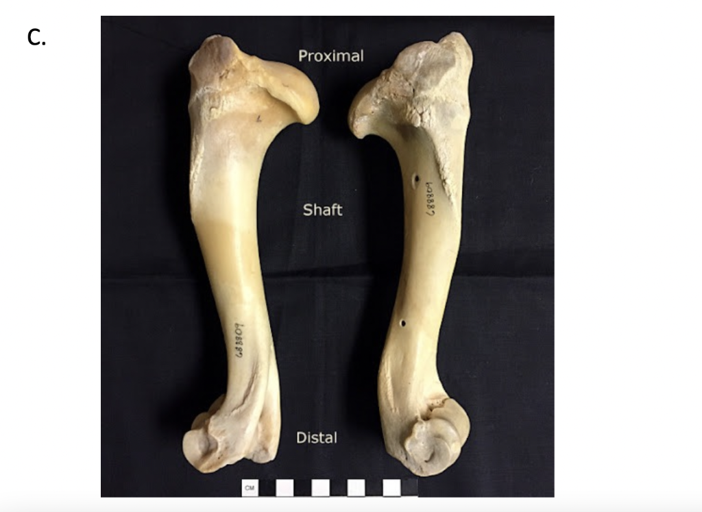 Solved What features ensure that this is an animal bone and | Chegg.com