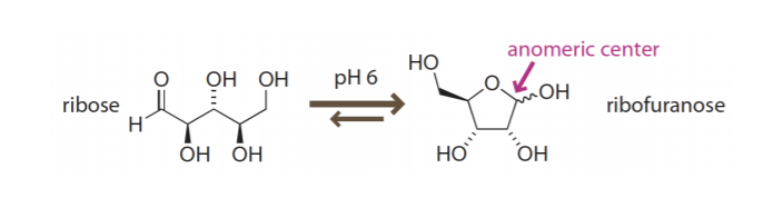 Solved In aqueous solution, the open chain form of ribose | Chegg.com