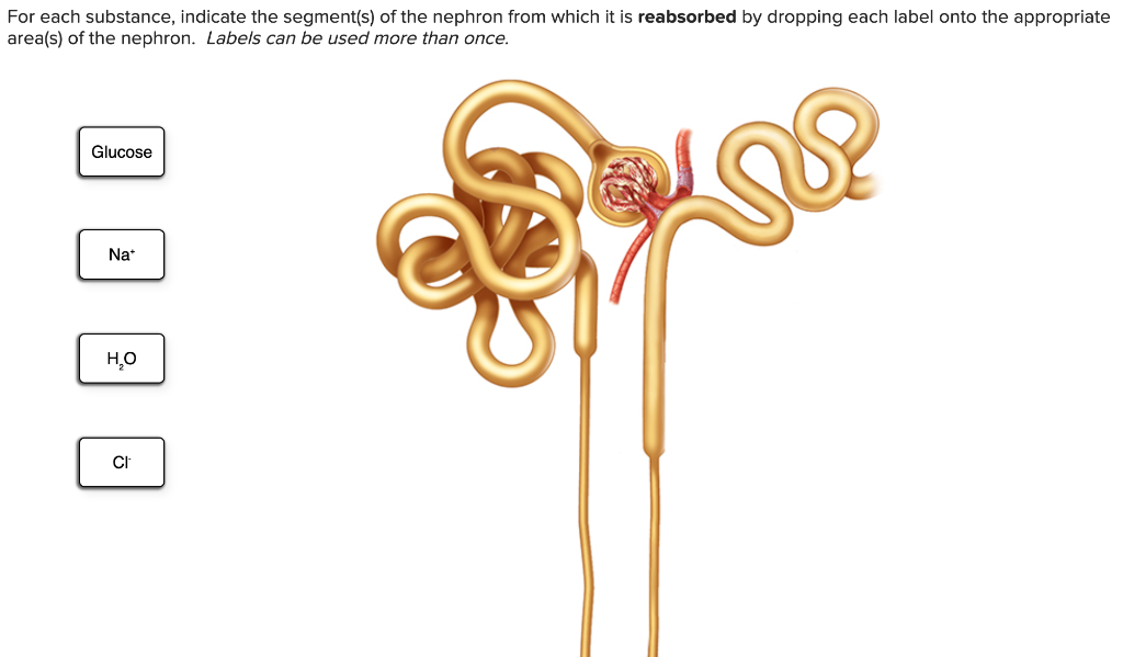 Solved For each substance, indicate the segment(s) of the | Chegg.com