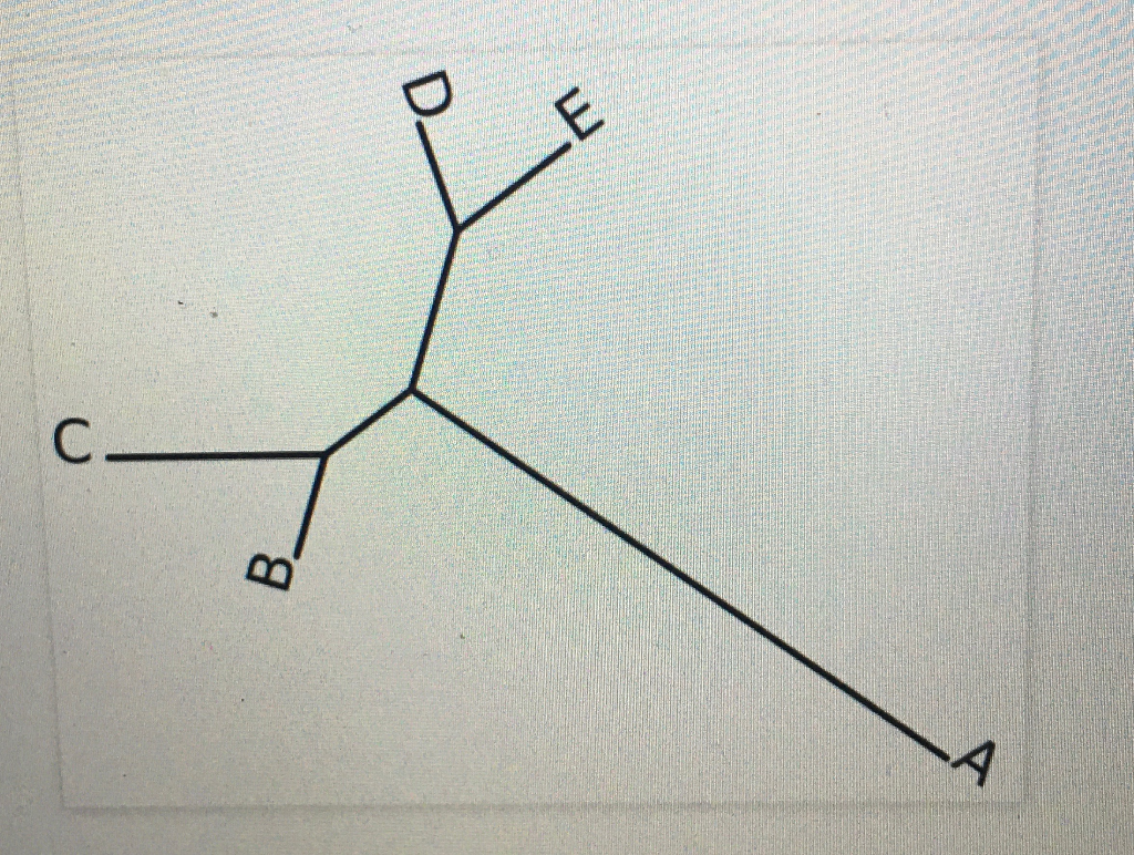 How to draw a rooted tree from an unrooted tree and | Chegg.com