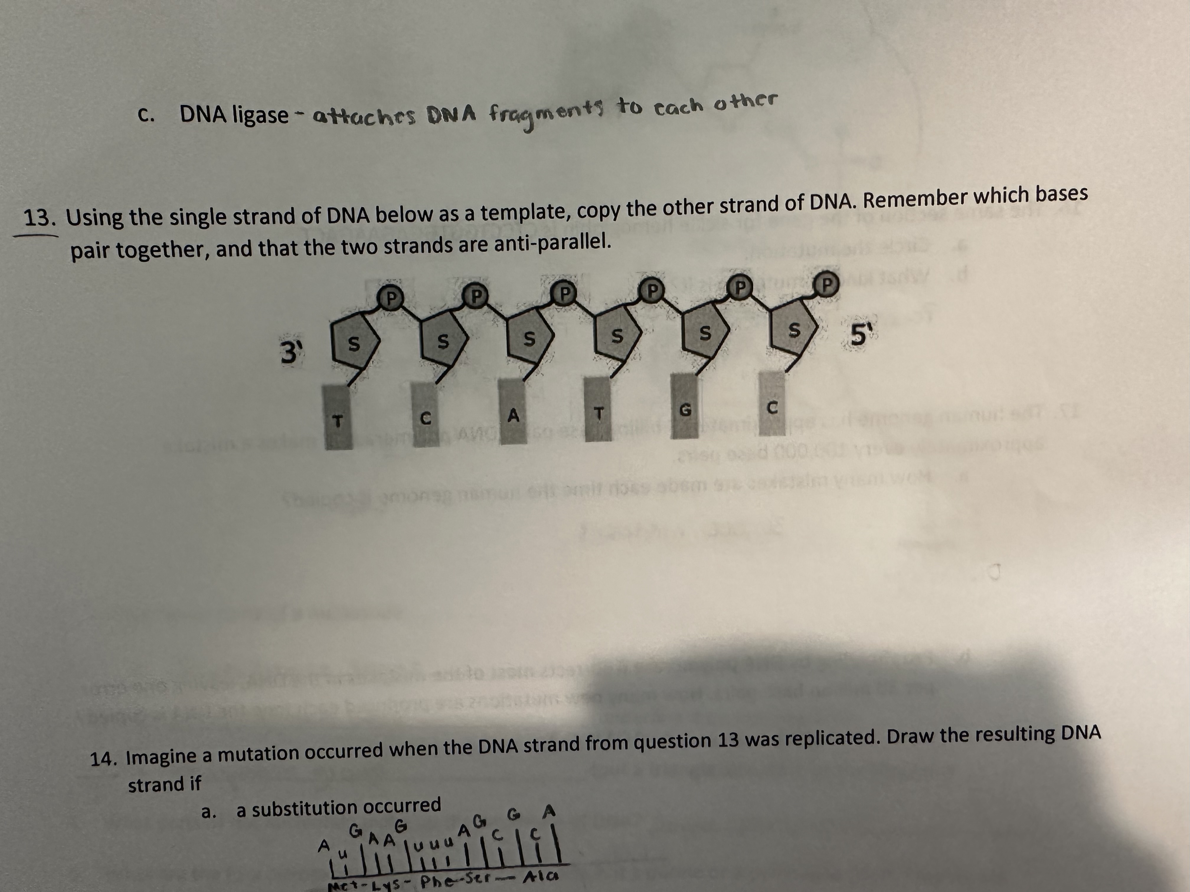 Solved C. ﻿DNA ligase - ﻿attaches DNA fragments to each | Chegg.com