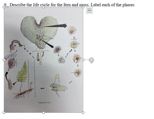 Solved 2. Describe the life cycle for the fern and moss. | Chegg.com