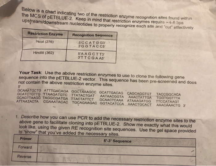 Solved Design a forward and reverse primer for molecular | Chegg.com