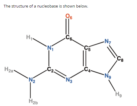 Solved The structure of a nucleobase is shown below. HT C6 | Chegg.com