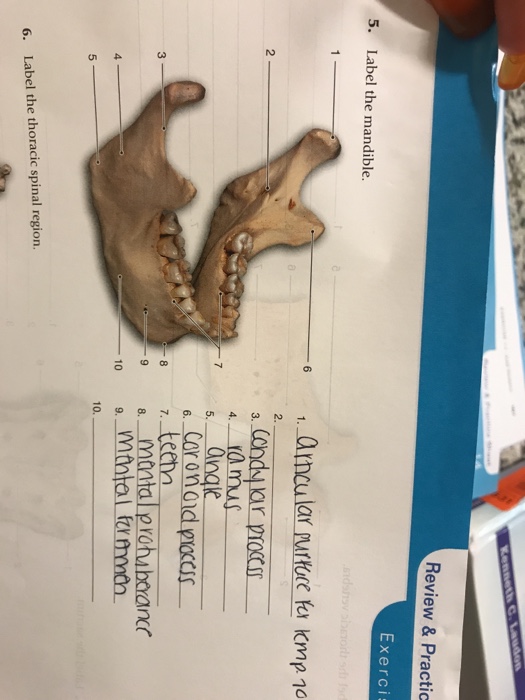 Solved Review & Practic Exerci 5· Label the mandible. Carrs | Chegg.com