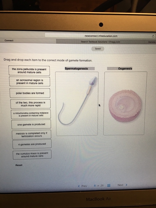 Solved Drag and drop each item to the correct mode of gamete | Chegg.com