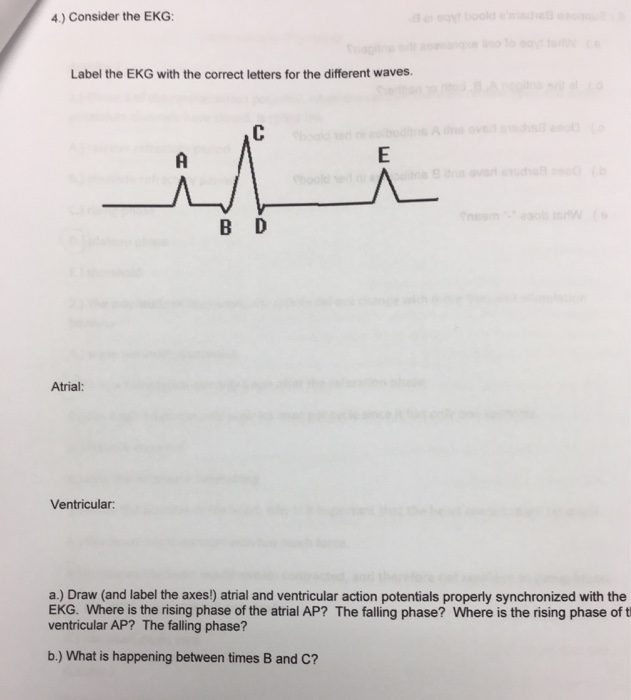 Solved 4.) Consider the EKG: Label the EKG with the correct | Chegg.com