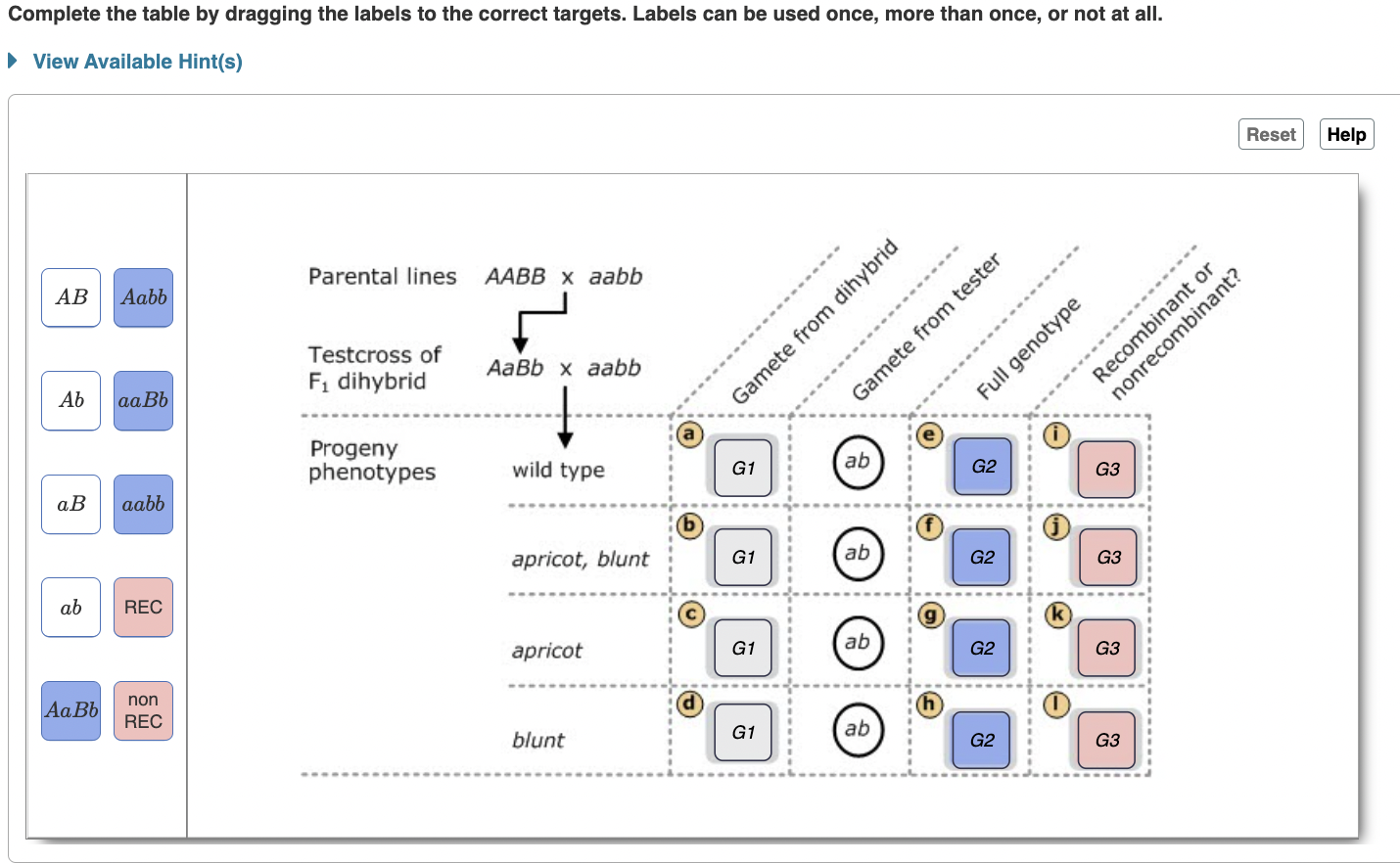 Solved You have screened for several new recessive mutations | Chegg.com