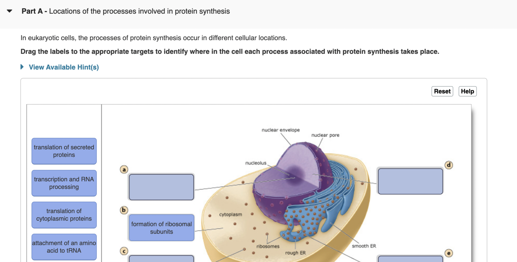 Solved Part A - ﻿Locations of the processes involved in | Chegg.com