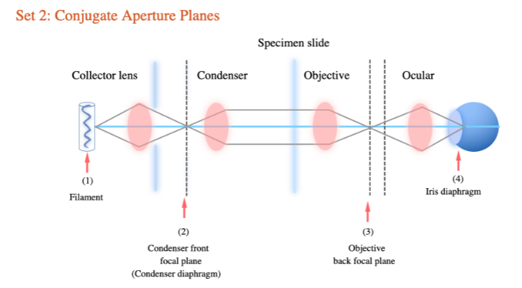 3. Using the ray diagrams shown below to explain the | Chegg.com