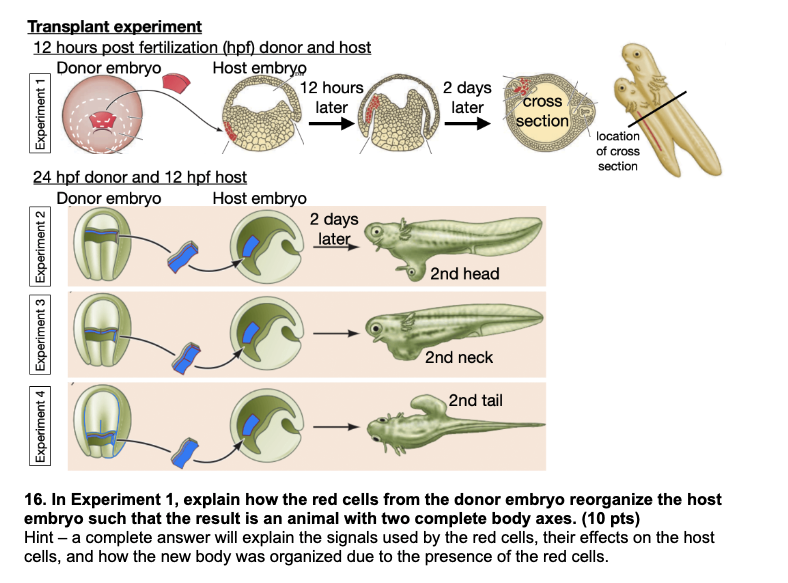 Solved Transplant experiment 12 hours post fertilization | Chegg.com