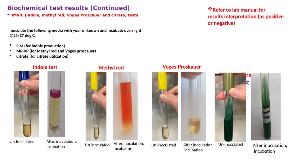 A “Virtual” Unknown Bacteria Identification Phylum | Chegg.com