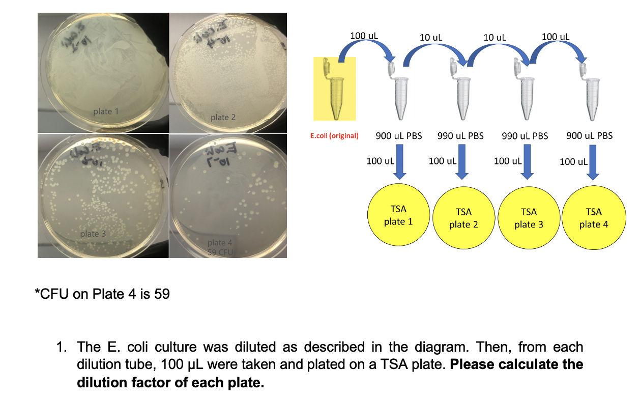 Solved 100 L 10 L 10 L 100 UL m plate 1 plate 2 E.coli | Chegg.com