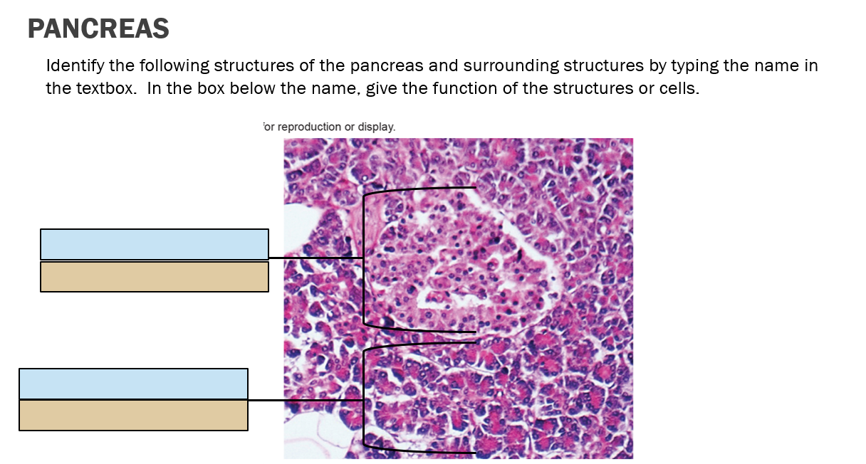 Solved PANCREASIdentify the following structures of the | Chegg.com