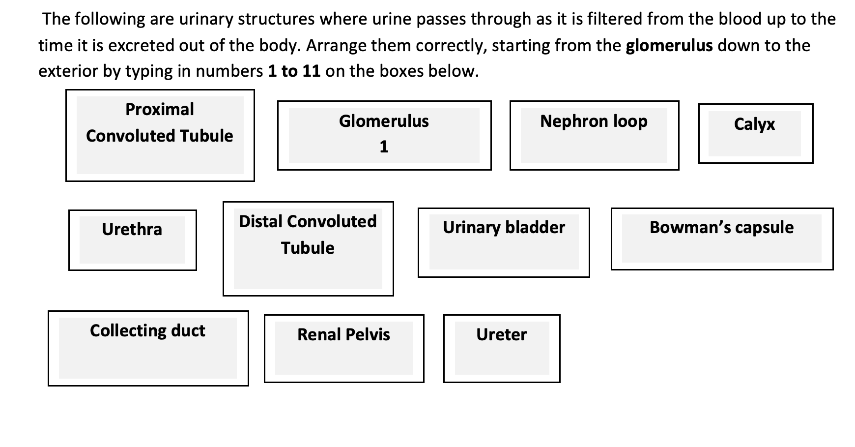 Solved The following are urinary structures where urine | Chegg.com