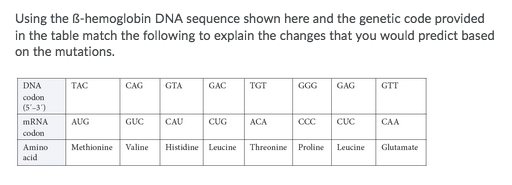 Solved Using the B-hemoglobin DNA sequence shown here and | Chegg.com