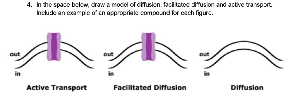 Solved 4. In the space below, draw a model of diffusion, | Chegg.com