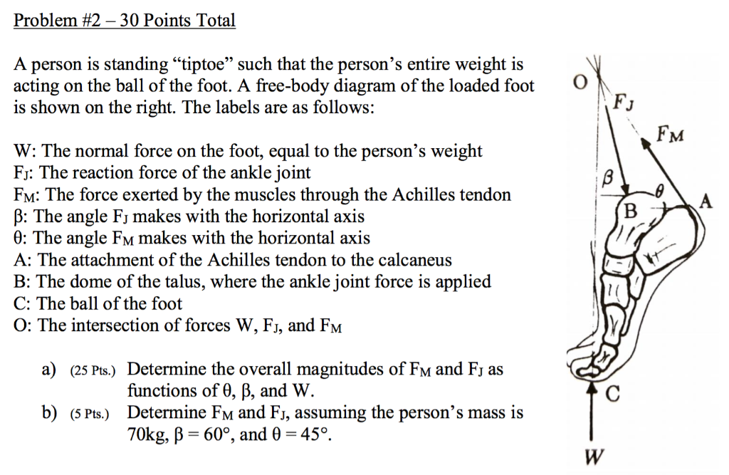 Solved A person is standing “tiptoe” such that the person’s | Chegg.com