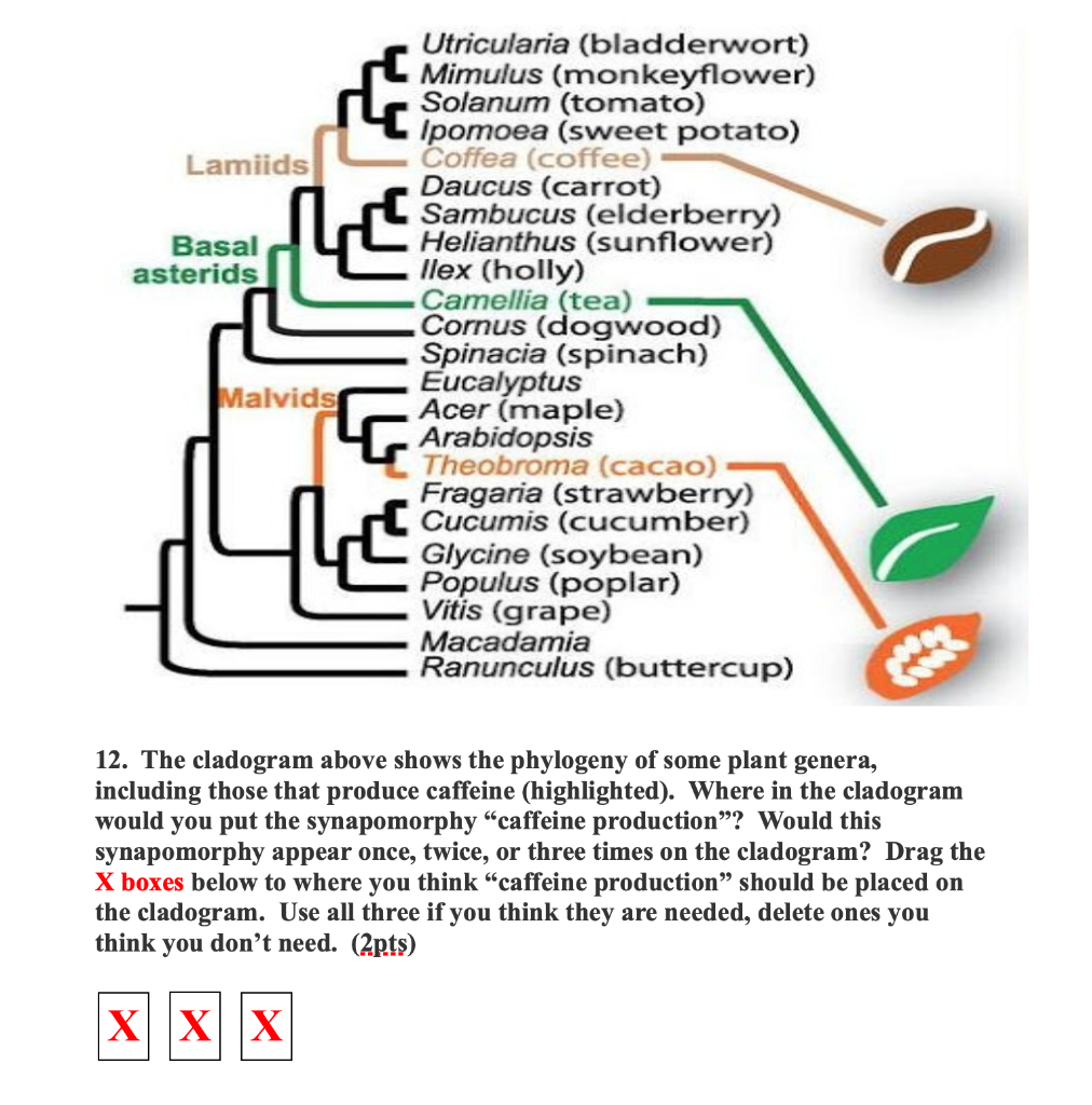 Solved Lamiids Basal asterids Utricularia (bladderwort) | Chegg.com