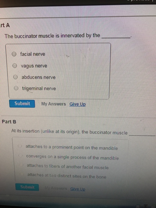 Solved rt A The buccinator muscle is innervated by the O | Chegg.com